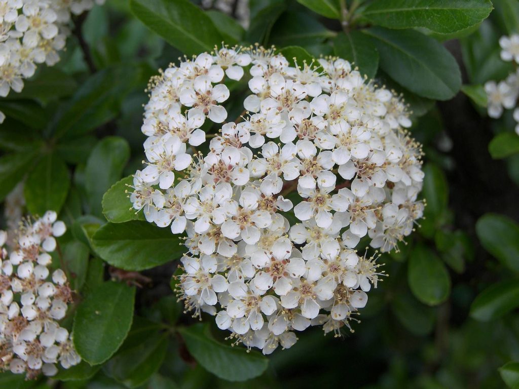 Angelica Herbal Intelligence