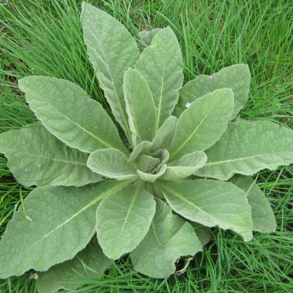 Mullein - Herbal Intelligence